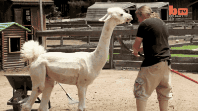 10 Stages Of PMS As Told By Llamas | The Odyssey Online
