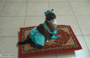 How To Fly With Your Feline | The Odyssey Online