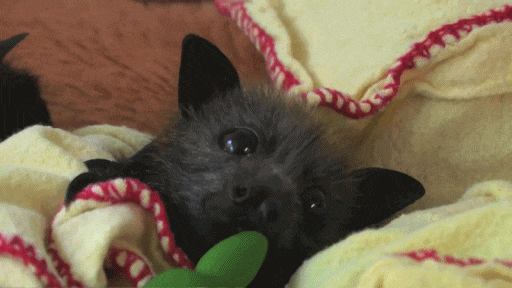 5 GIFs Of Baby Bats To Get You Through Life | The Odyssey Online