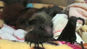 5 GIFs Of Baby Bats To Get You Through Life | The Odyssey Online