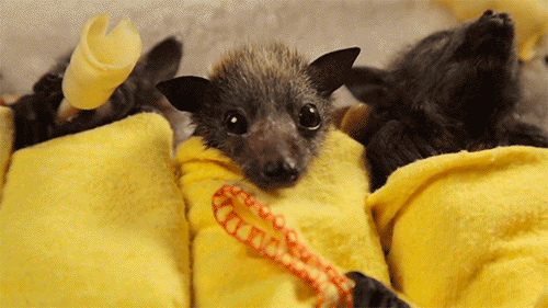 5 GIFs Of Baby Bats To Get You Through Life | The Odyssey Online