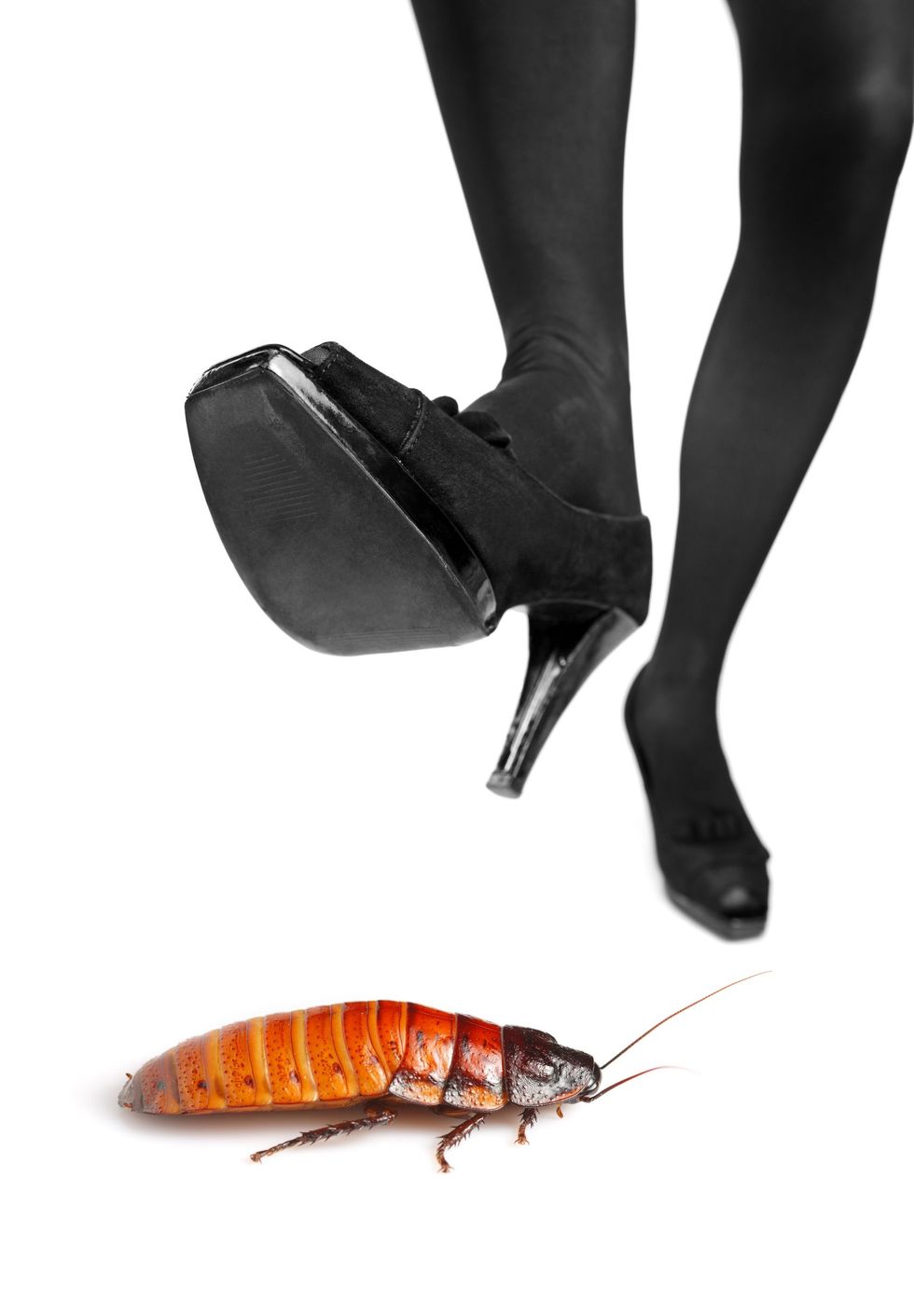 Timeline of Finding a Roach in an All-Girls Apartment | The Odyssey Online
