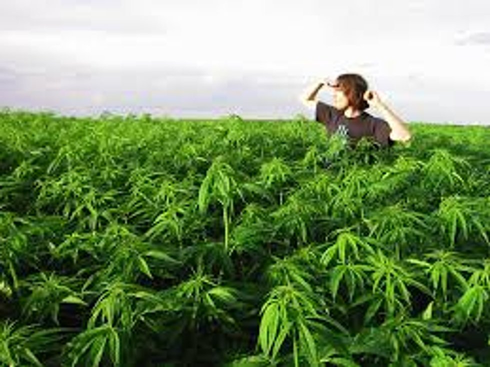 The Future of Marijuana | The Odyssey Online