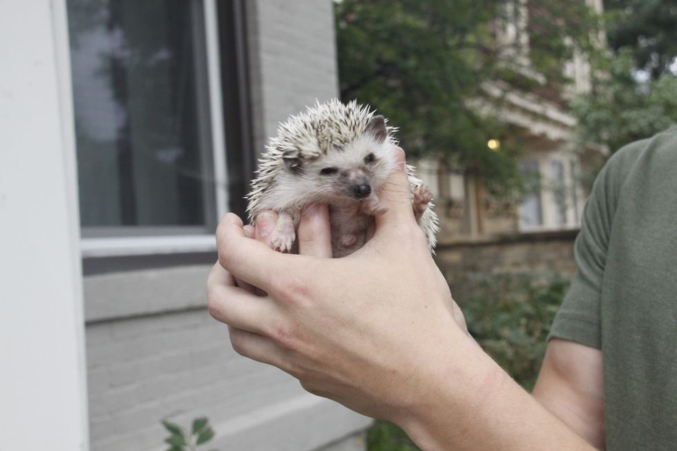 The Perfect Pet | The Odyssey Online