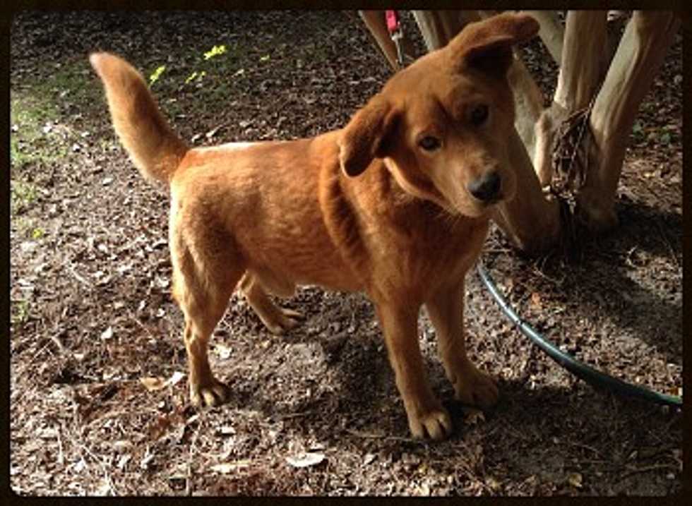 Make A Difference At Pets Inc. Today | The Odyssey Online