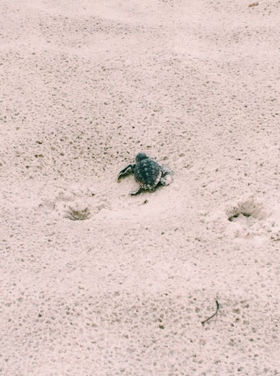 What Sea Turtles Taught Me About Jesus | The Odyssey Online