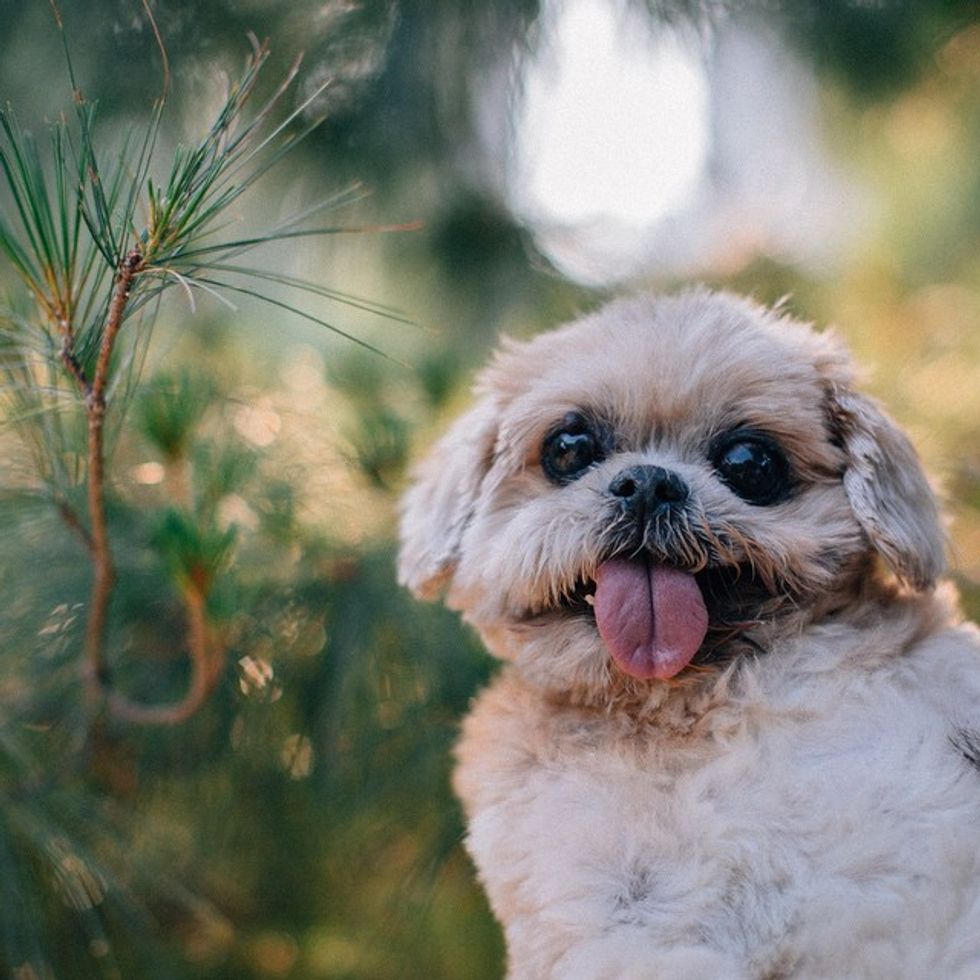 What It's Like To Be In College As Told By Marnie The Dog | The Odyssey ...