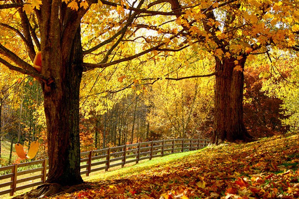 Fall Into Kentucky | The Odyssey Online