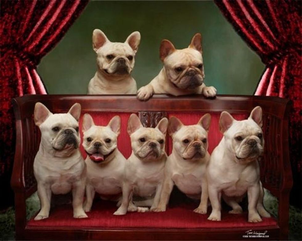 The Top 10 Best Frenchie Instagram Accounts | The Odyssey Online