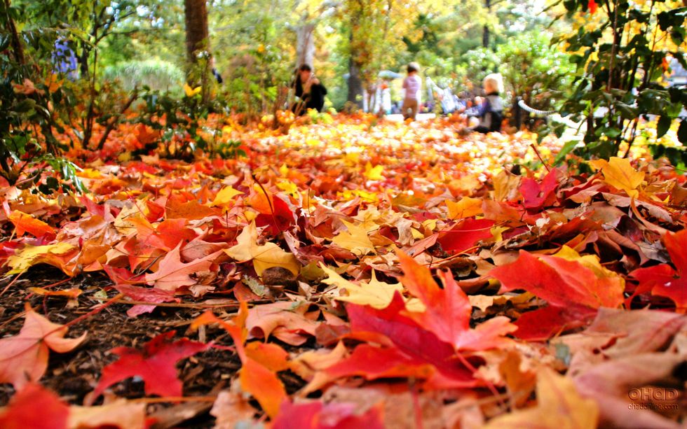 11 Reasons Why Fall is the Worst | The Odyssey Online