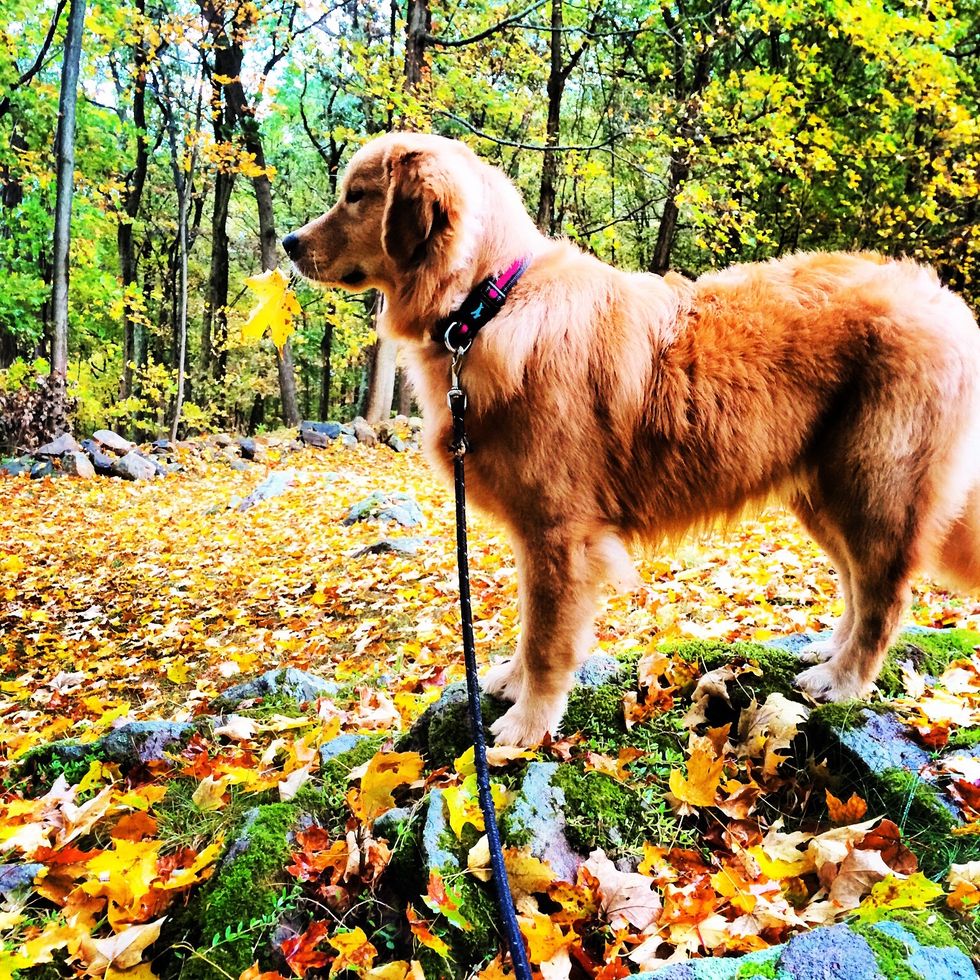 10 Reasons People Are Obsessed With Dogs | The Odyssey Online