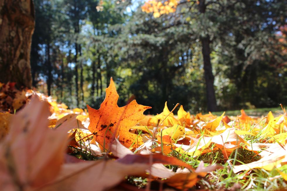 10 Things You Need On Your Fall Bucket List | The Odyssey Online