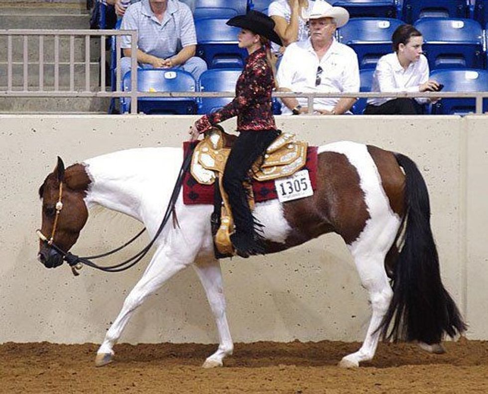 How Showing Horses Competitively Shaped Who I Am Today | The Odyssey Online
