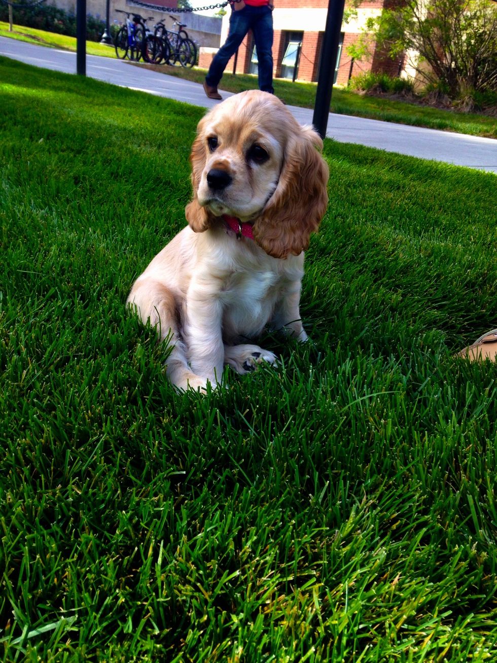 12 Times We Didn't Deserve Dogs | The Odyssey Online