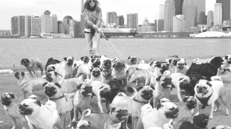 10 Reason We Should All Own Pugs | The Odyssey Online