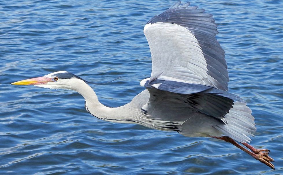 11 Surprising Facts About Birds That Will Make You Think Differently Of ...