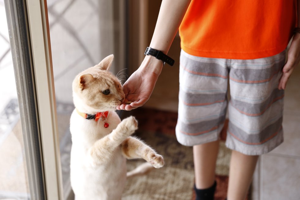 11 Life Lessons My Cat Has Taught Me | The Odyssey Online