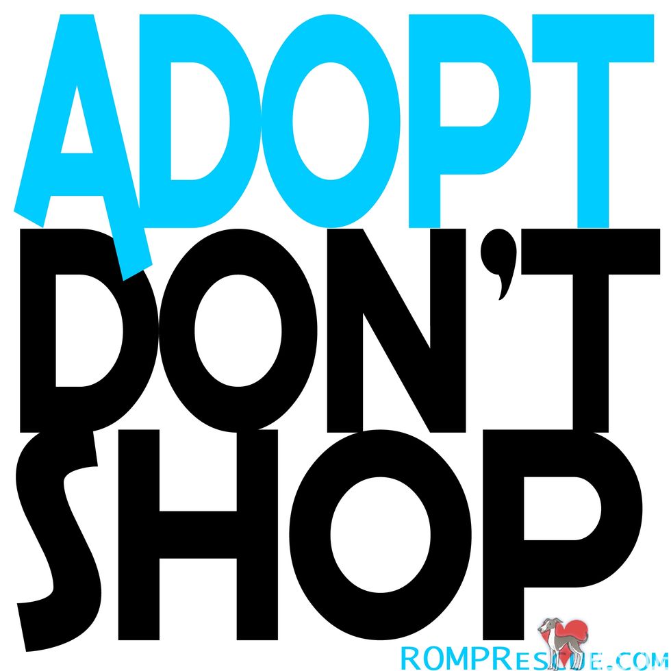 Adopt Don't Shop | The Odyssey Online