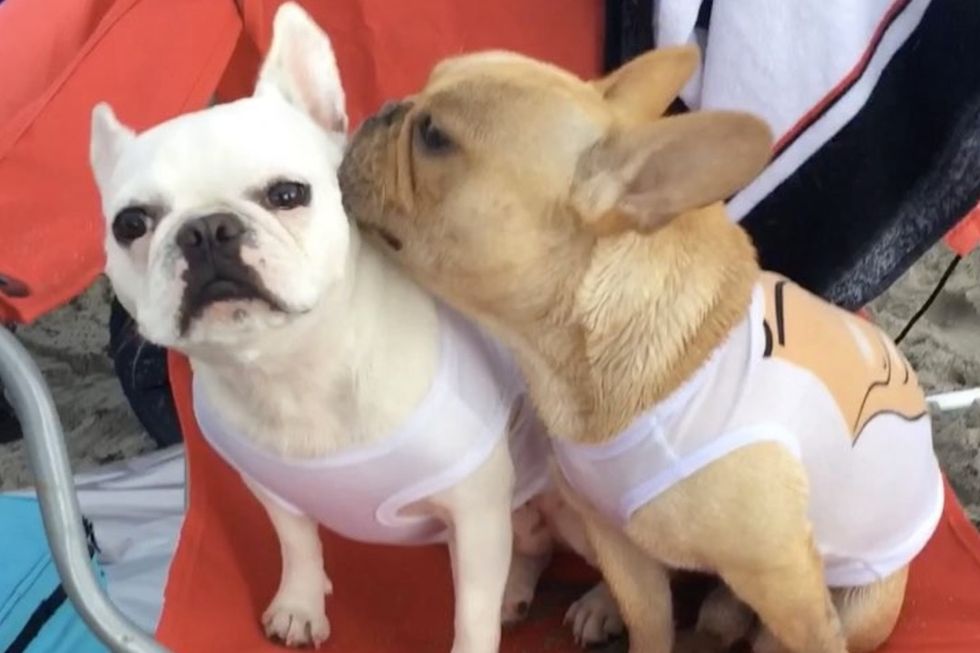 9 Bulldogs You Need To Follow On Instagram | The Odyssey Online