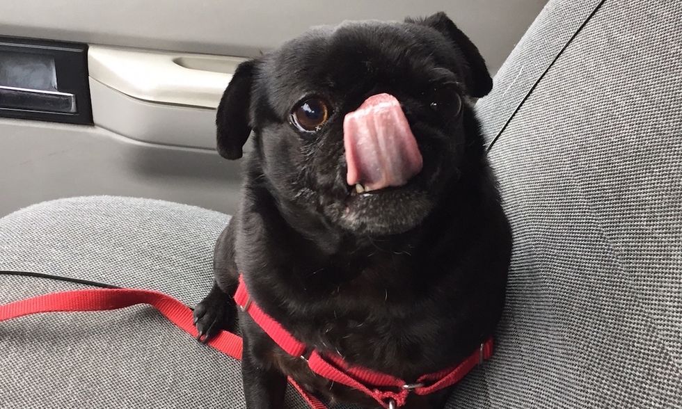 15 Reasons Why Pugs Are Man's Best Friend | The Odyssey Online