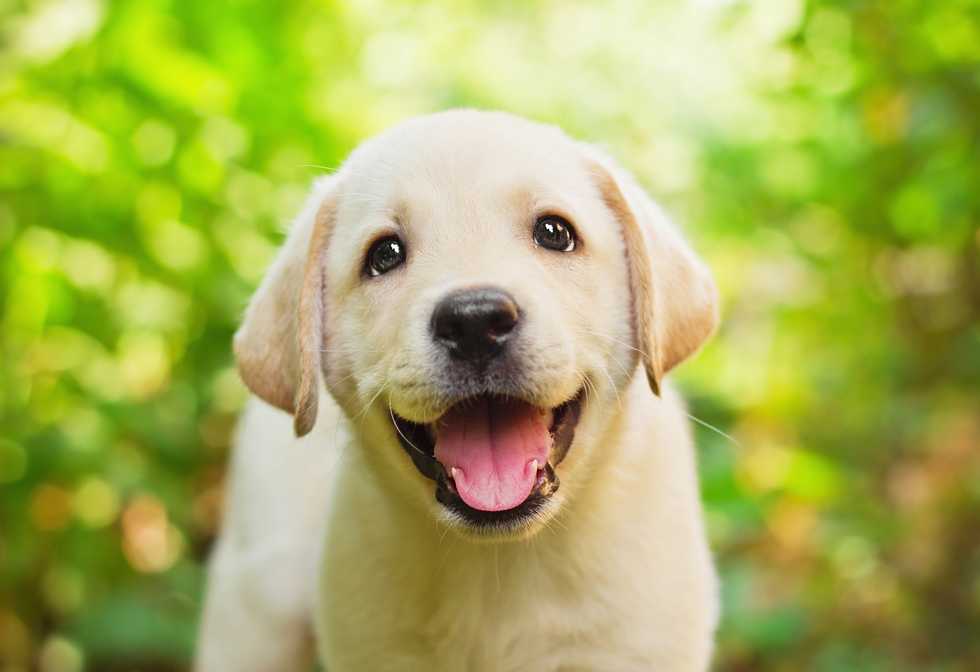 10 Reasons Why Dogs Are The Greatest Things On Earth | The Odyssey Online