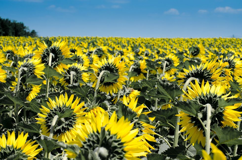 10 Great Things About Summer | The Odyssey Online