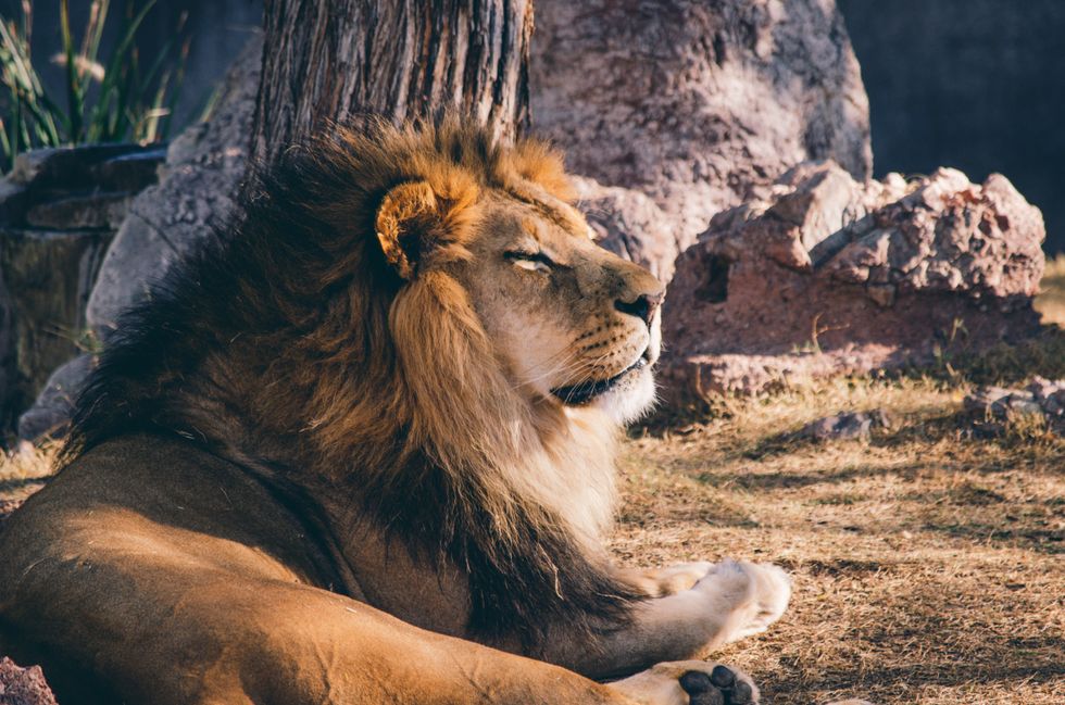 How People Have Turned Into Straight-Up Animals | The Odyssey Online