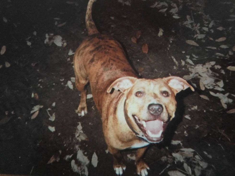 A Letter to my Late Dog | The Odyssey Online