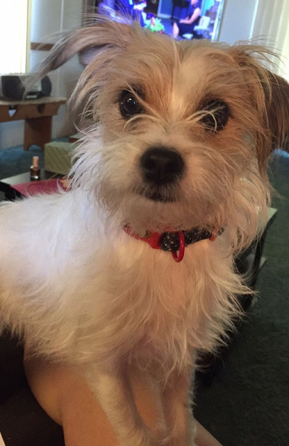 10 Signs You're Obsessed With Your Dog | The Odyssey Online