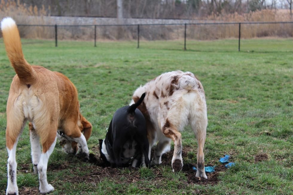 11 Dates To Take Your Dog On This Summer | The Odyssey Online