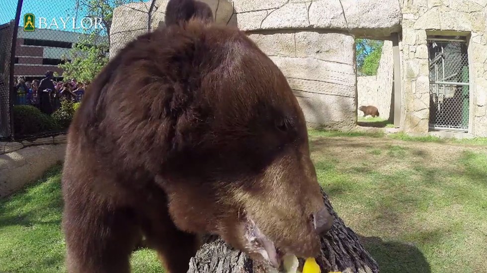 15 Quotes That Prove Baylor Professors Have A Sense Of Humor | The ...