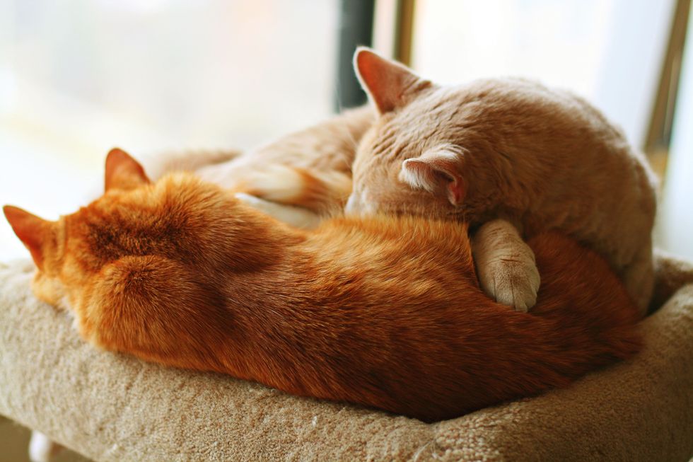 27 Things You Know When You're A Certified Snugglebun | The Odyssey Online