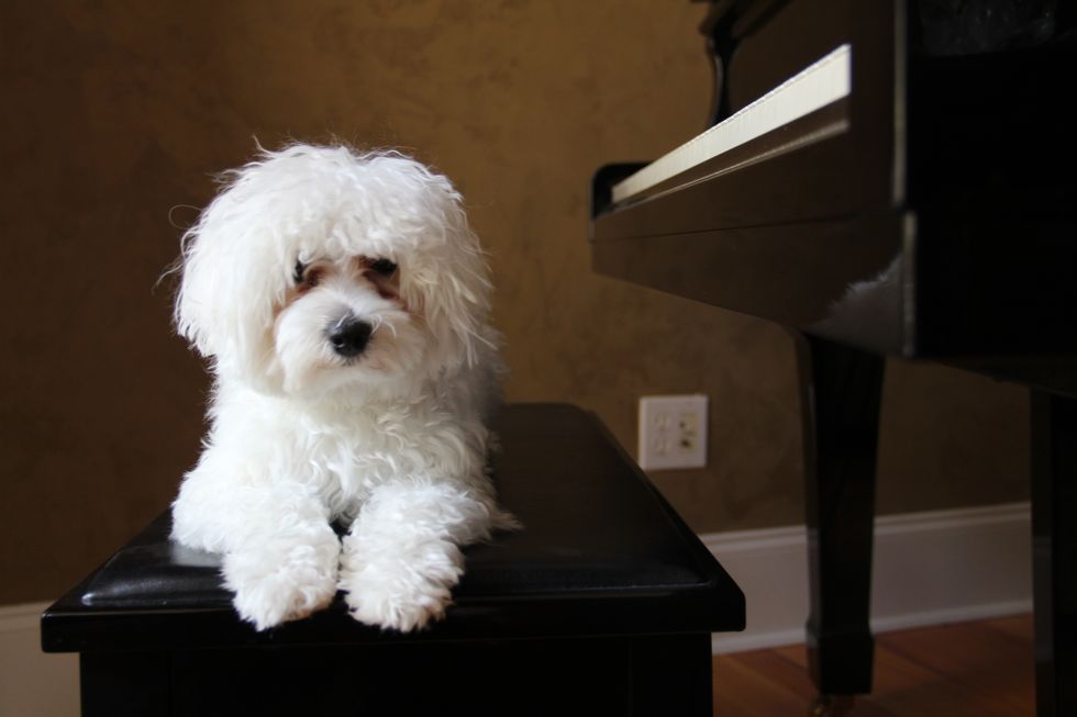 45 Reasons Maltipoos Are The Greatest Dog | The Odyssey Online