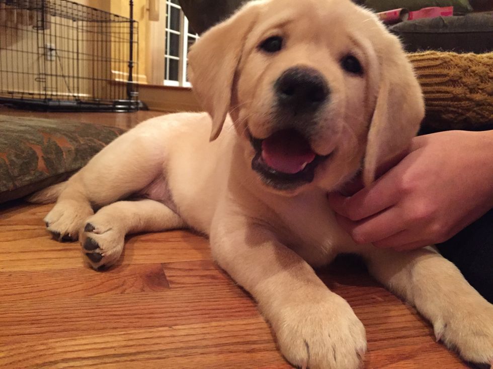 7 Reasons Yellow Labs Are The Best Dogs | The Odyssey Online