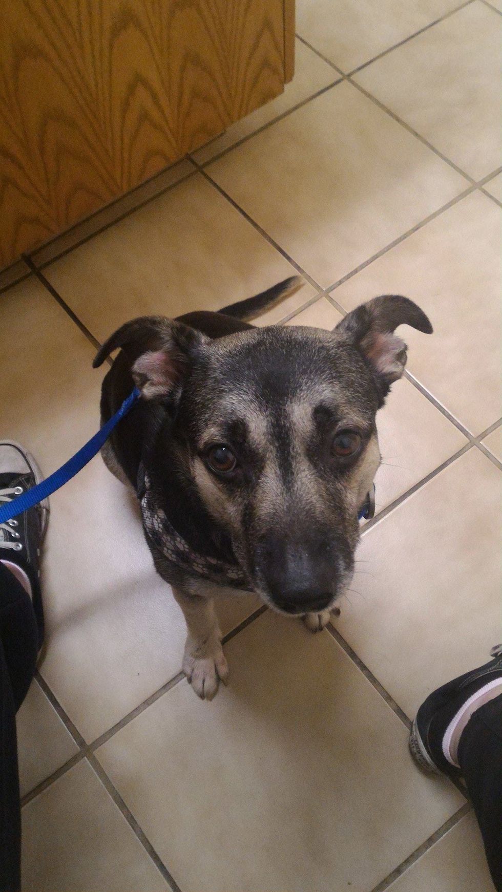 The Lost Puppy | The Odyssey Online