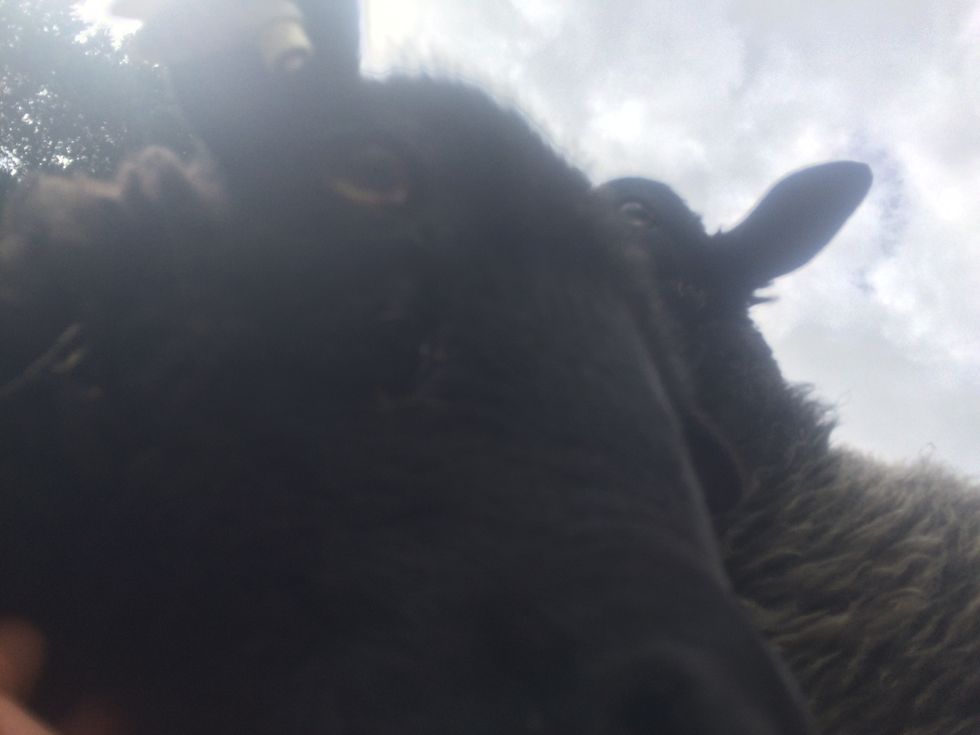 Sheep! | The Odyssey Online