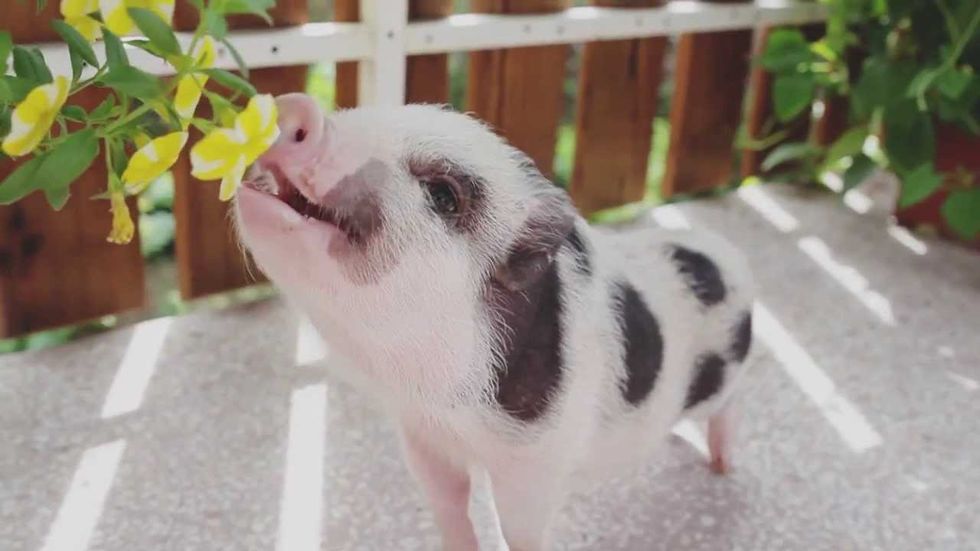 7 Reasons Pet Pigs Are So Friggin Adorable | The Odyssey Online