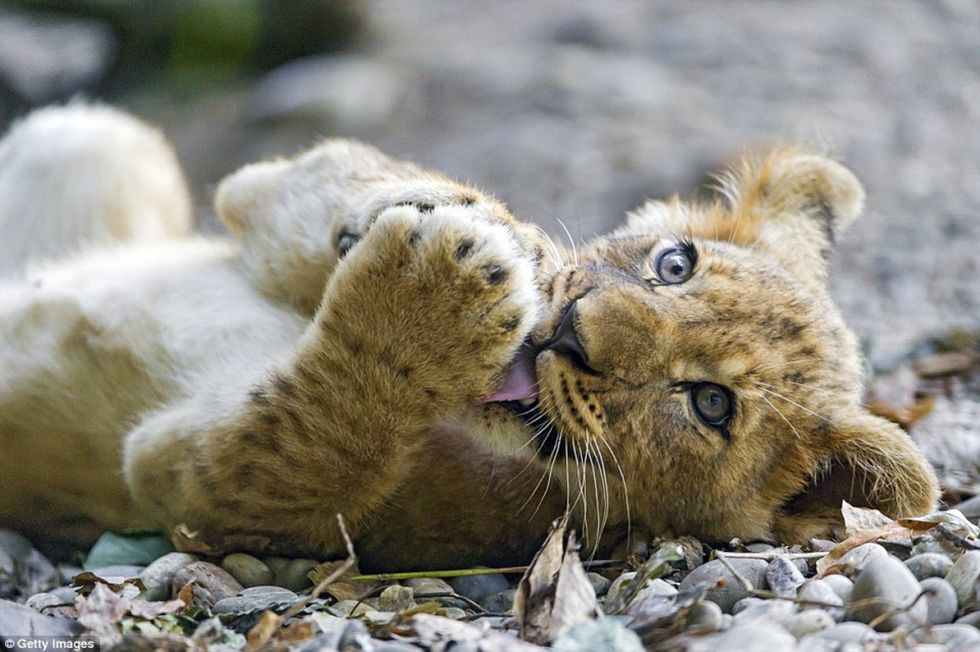 11 Adorable Animals To Help You Through Finals Week | The Odyssey Online