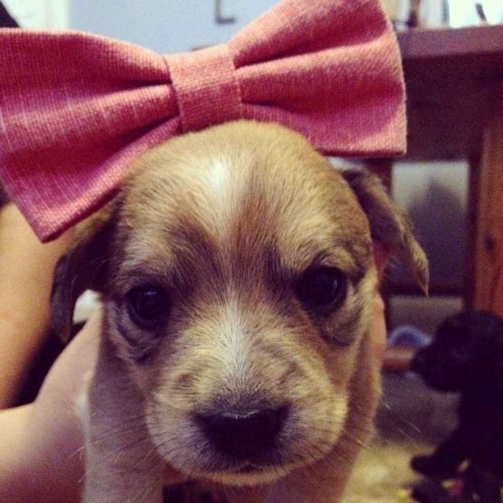 11 Adorable Animals To Help You Through Finals Week | The Odyssey Online