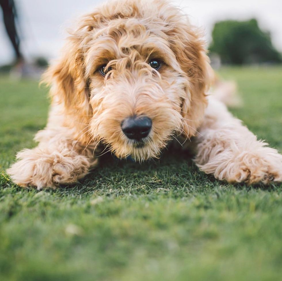 10 Pictures Of Dogs To Get You Through Your Week | The Odyssey Online