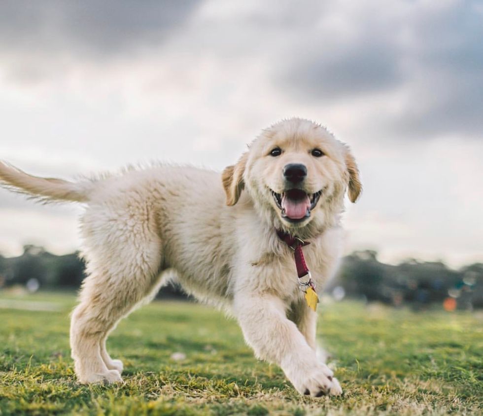 10 Pictures Of Dogs To Get You Through Your Week | The Odyssey Online