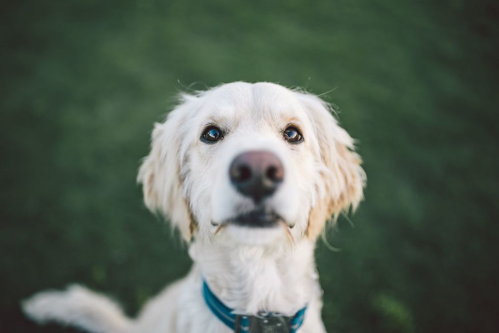 10 Pictures Of Dogs To Get You Through Your Week | The Odyssey Online