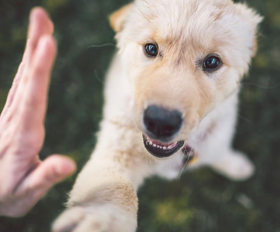 10 Pictures Of Dogs To Get You Through Your Week | The Odyssey Online
