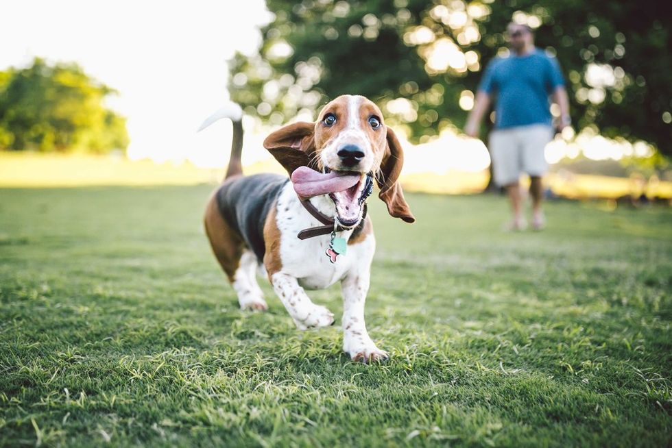 10 Pictures Of Dogs To Get You Through Your Week | The Odyssey Online