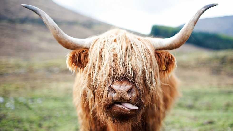 15 Animal GIFs You Need To See Right Now | The Odyssey Online