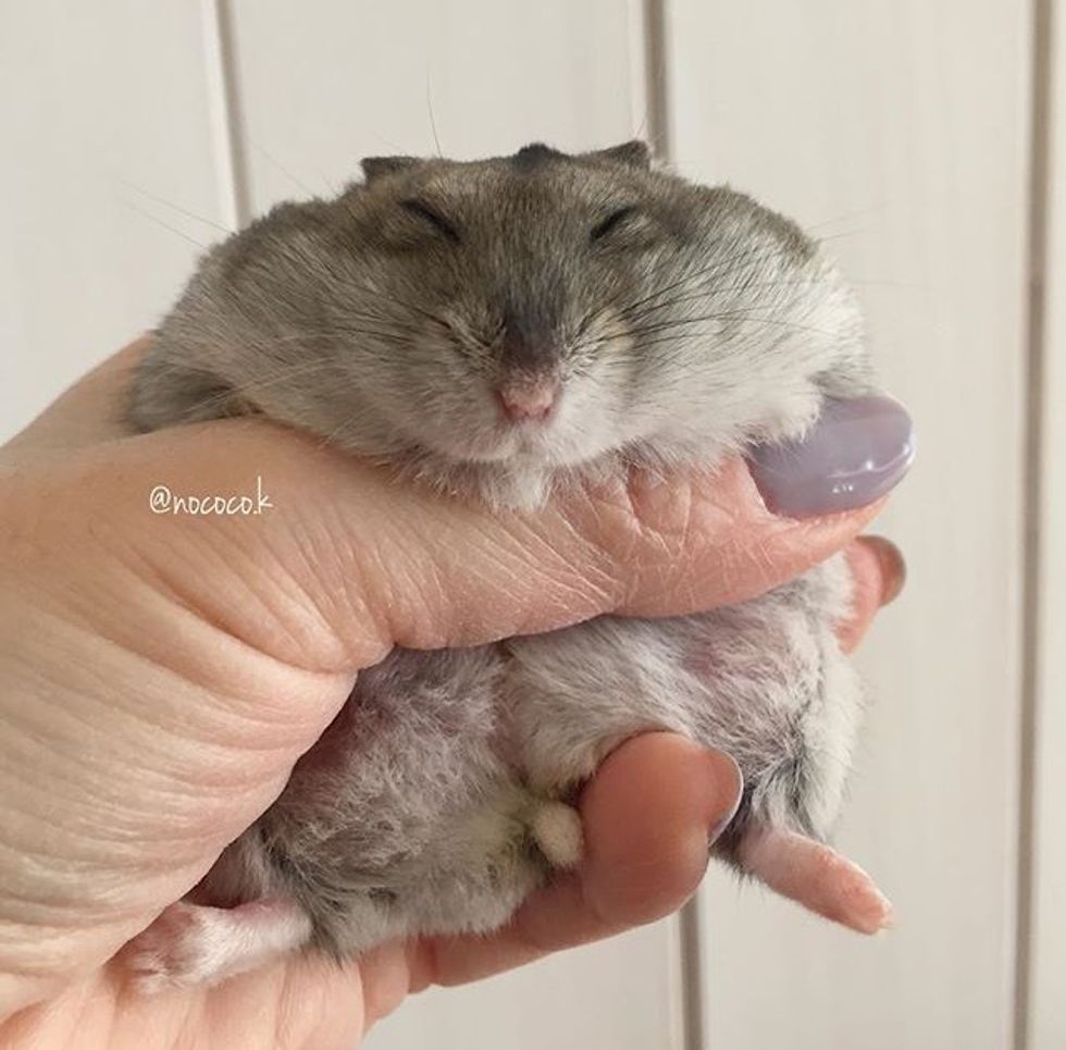 10 Perfect Pets To Sneak Into Your Dorm | The Odyssey Online