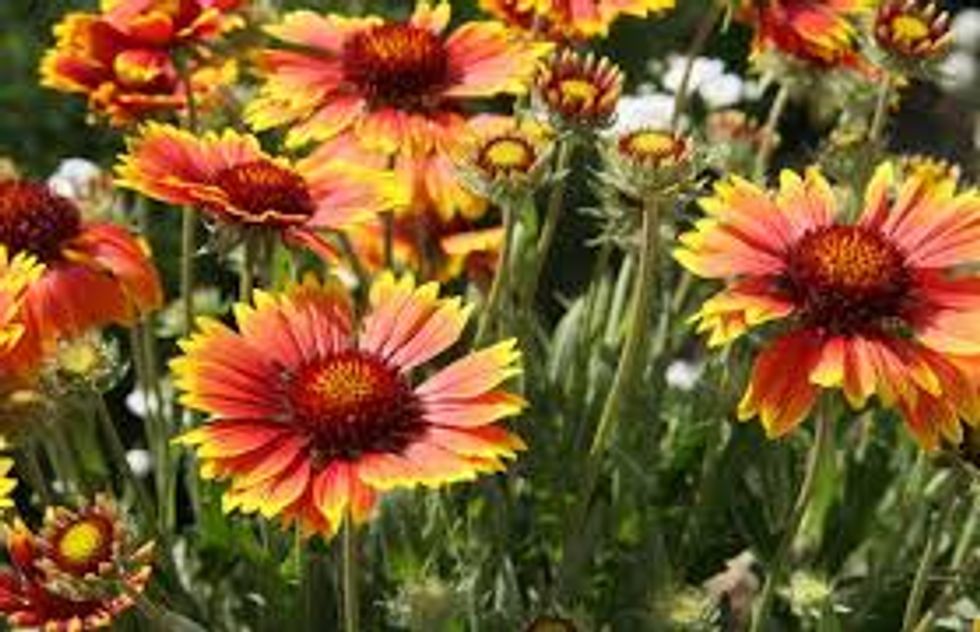 Texas Wildflowers Are A Thing And They Are Beautiful | The Odyssey Online