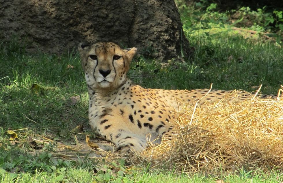 Top Five Big Cats | The Odyssey Online