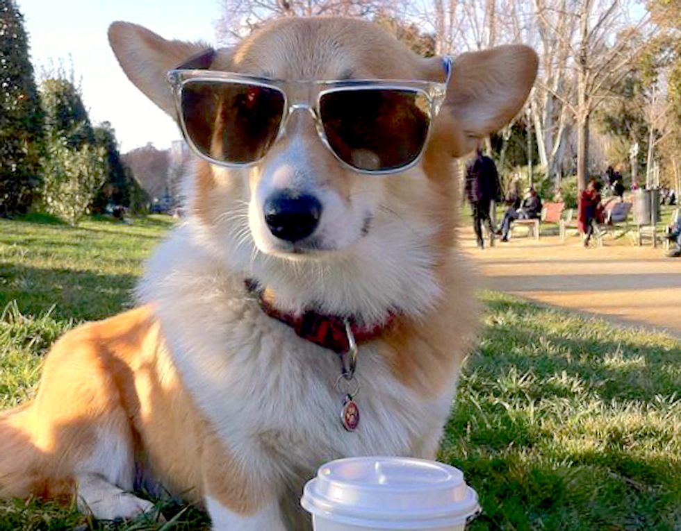 15 Pictures Of Puppies To Cure Your Post-Spring Break Blues | The ...