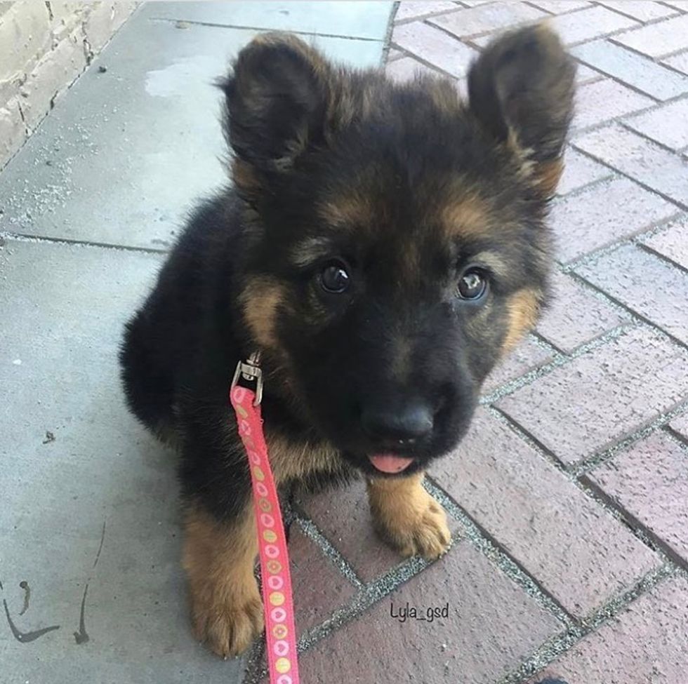 15 Pictures Of Puppies To Cure Your Post-Spring Break Blues | The ...